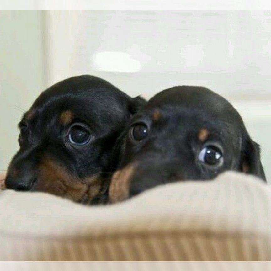 Карликовая такса, щенок