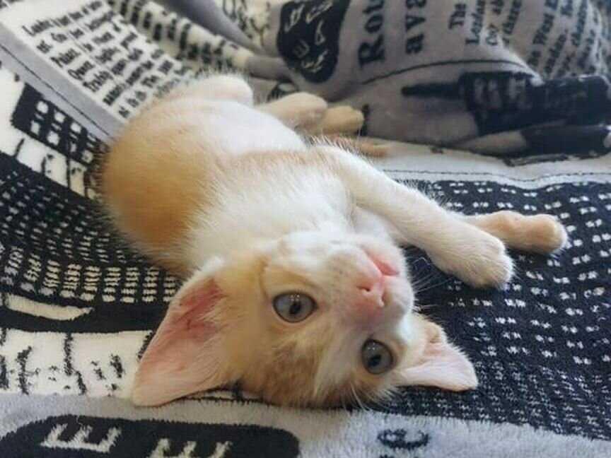 Очень нужен дом