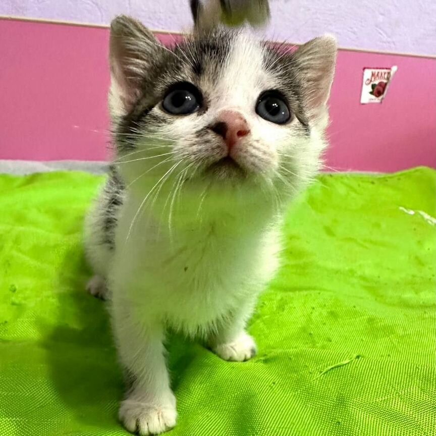 Котята 1,5 мес. Найдены в коробке