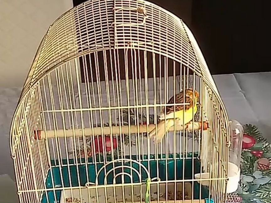 Кенар с клеткой