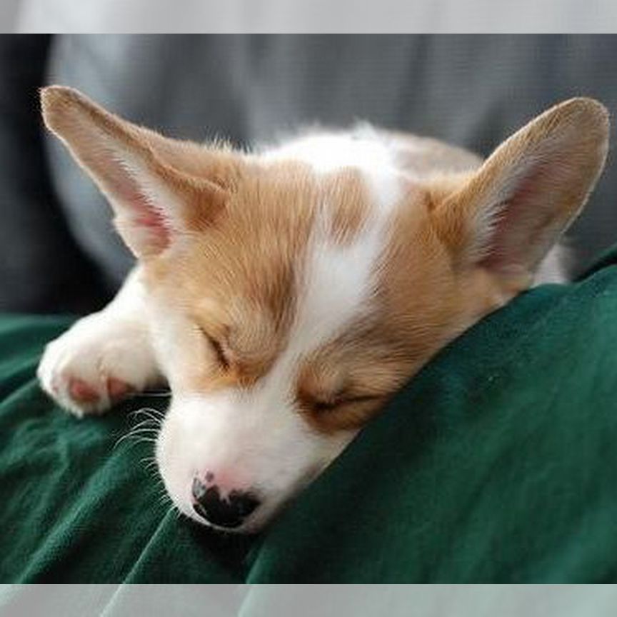 Вельш Корги Кардиган, щенок