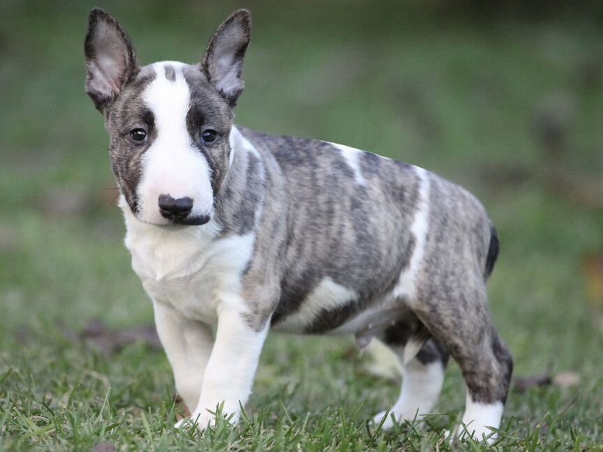 Миниатюрный Бультерьер мальчик (питомник)