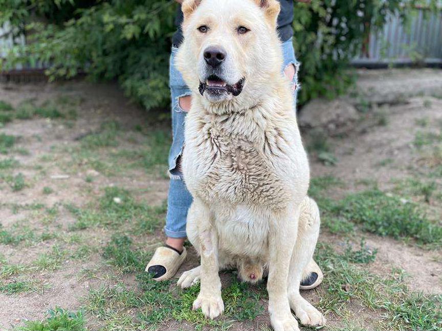 Мишка в поисках дома