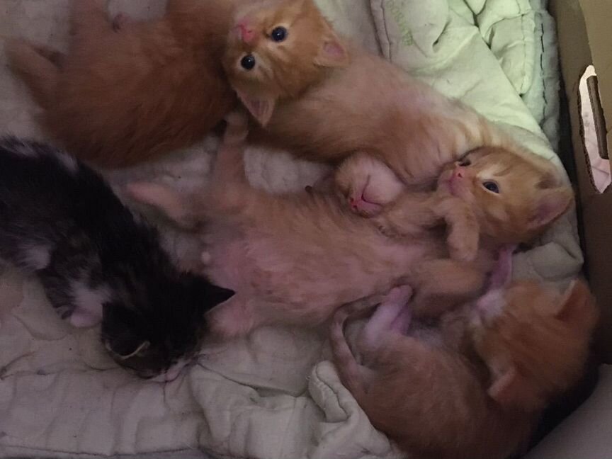 Милые котики очень ждут новыйдом