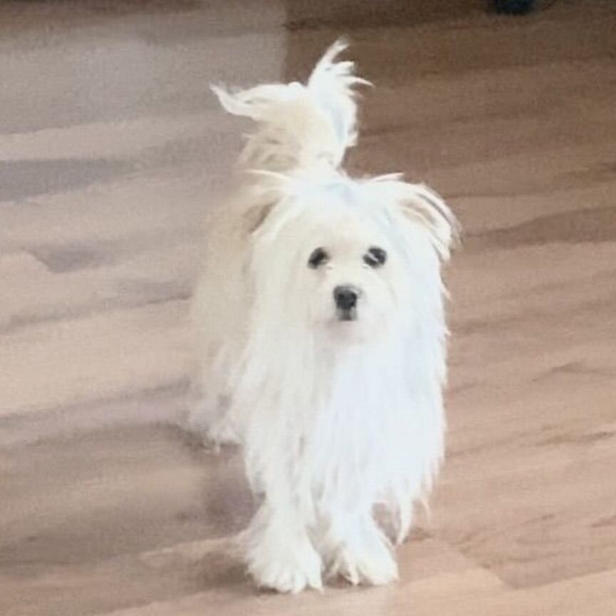 Мальтипу, щенок