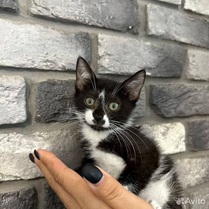 Смешная Клякса котёнок девочка