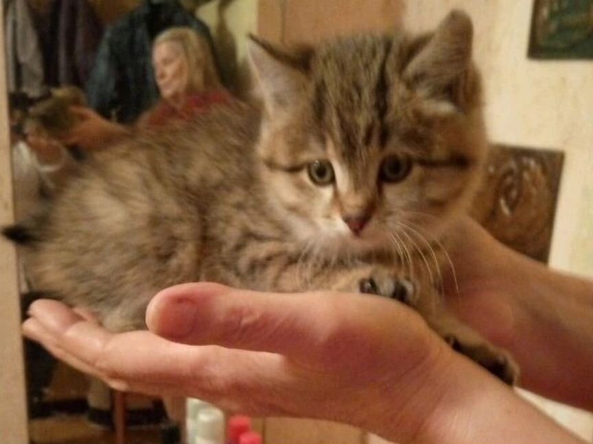 Котёнок (девочка) ищет Дом