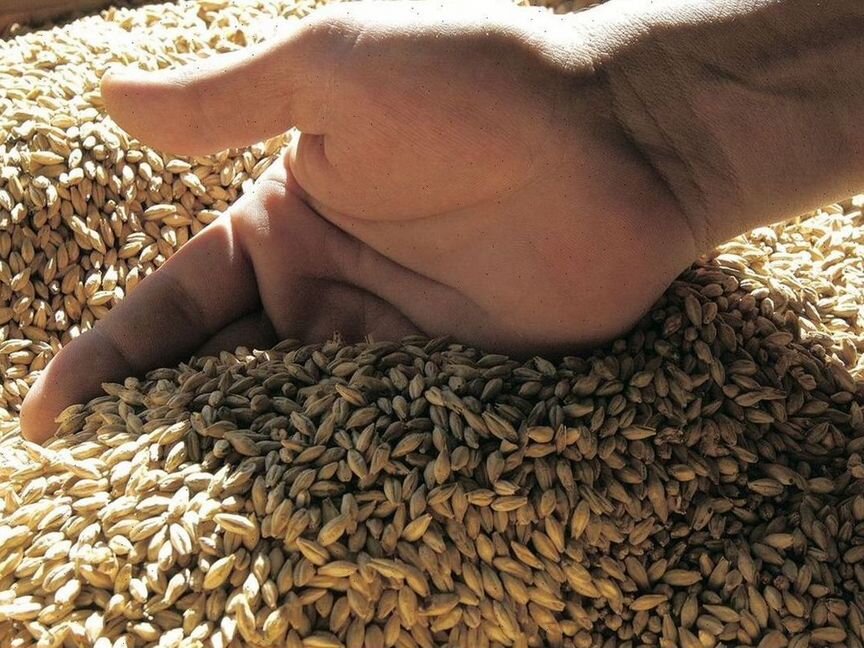 Зерно, овес, ячмень, пшеница