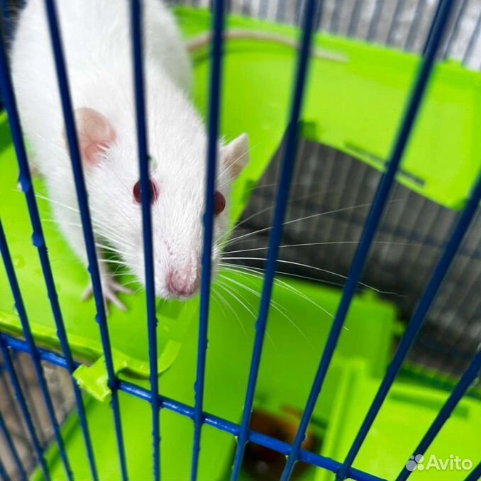 Крыса с клеткой бесплатно