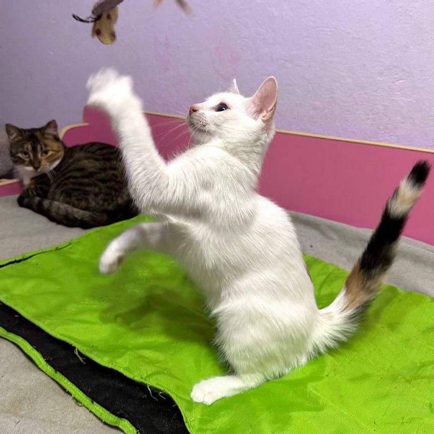Котёнок трёхцвнтка. Очень ласковая