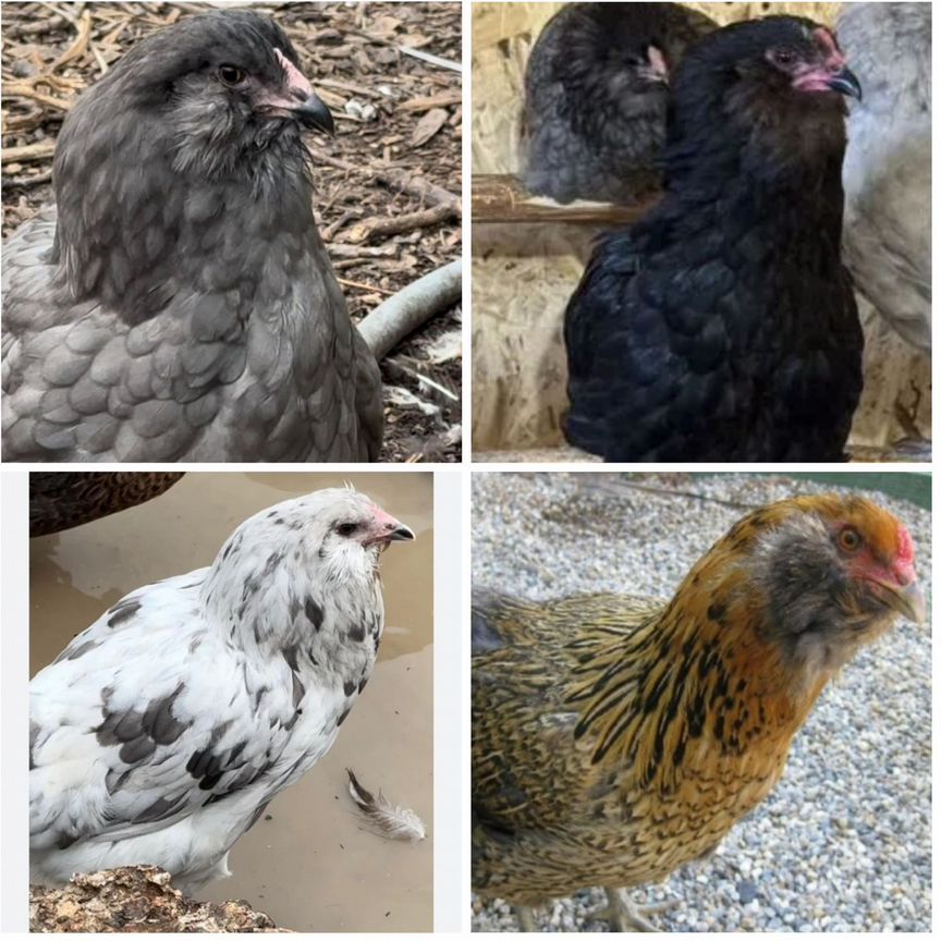 Цыплята "амераукана" микс цвета