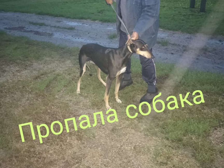 Собака борзая