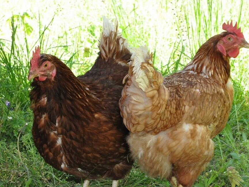 Продам Кур- молодок, Гусей, Индоуток
