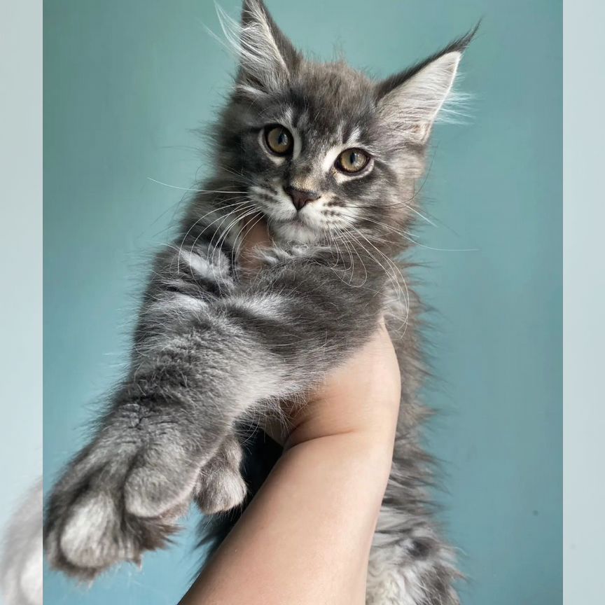 Мейн-кун котёнок