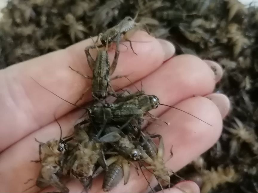 Сверчки кормовые