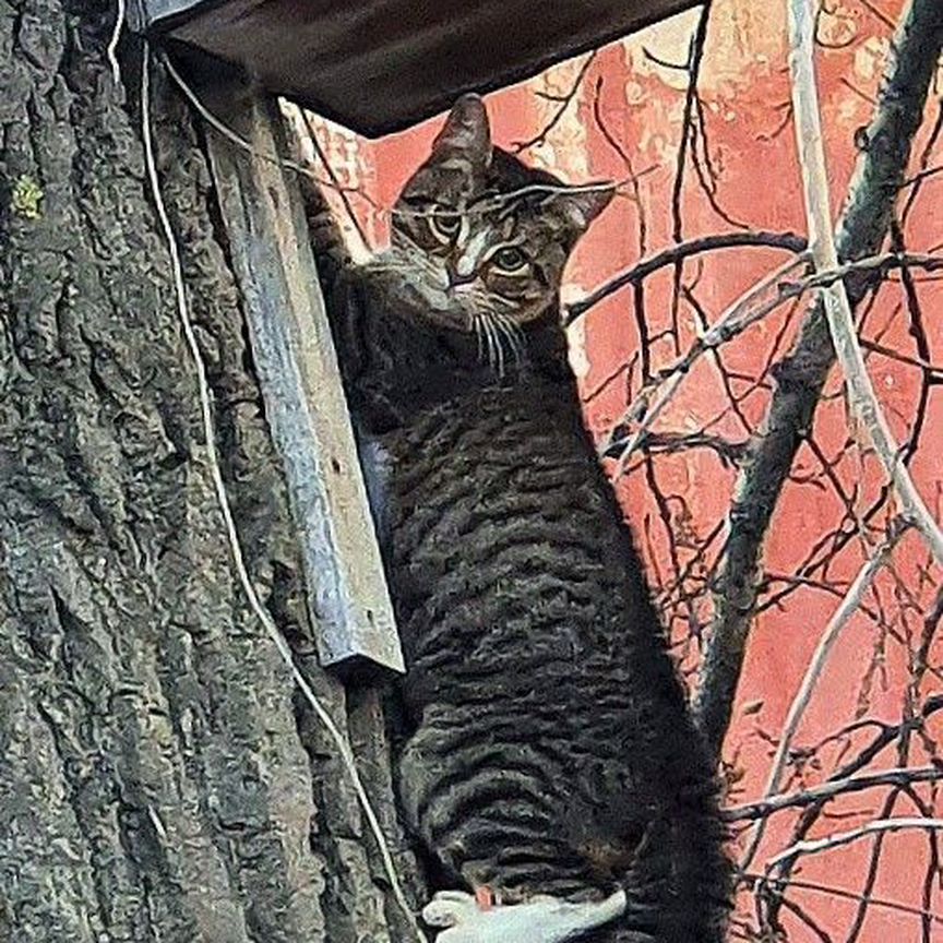 Котик в добрые руки бесплатно котёнок