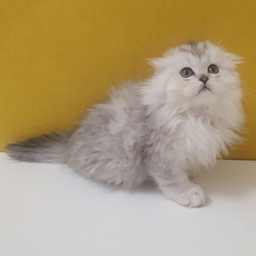 Шотландские вислоухие котята