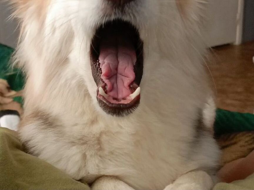 Дворняга