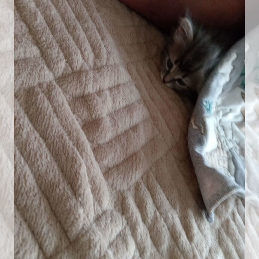 Котята в добрые руки 1 месяц