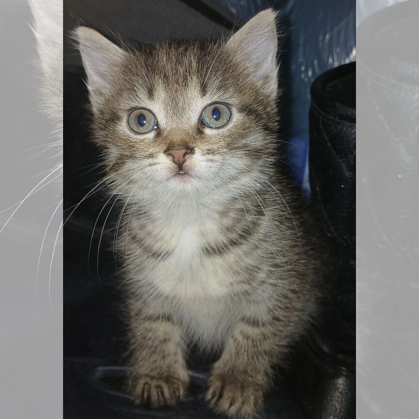 Котята 1,5 мес. Девочка