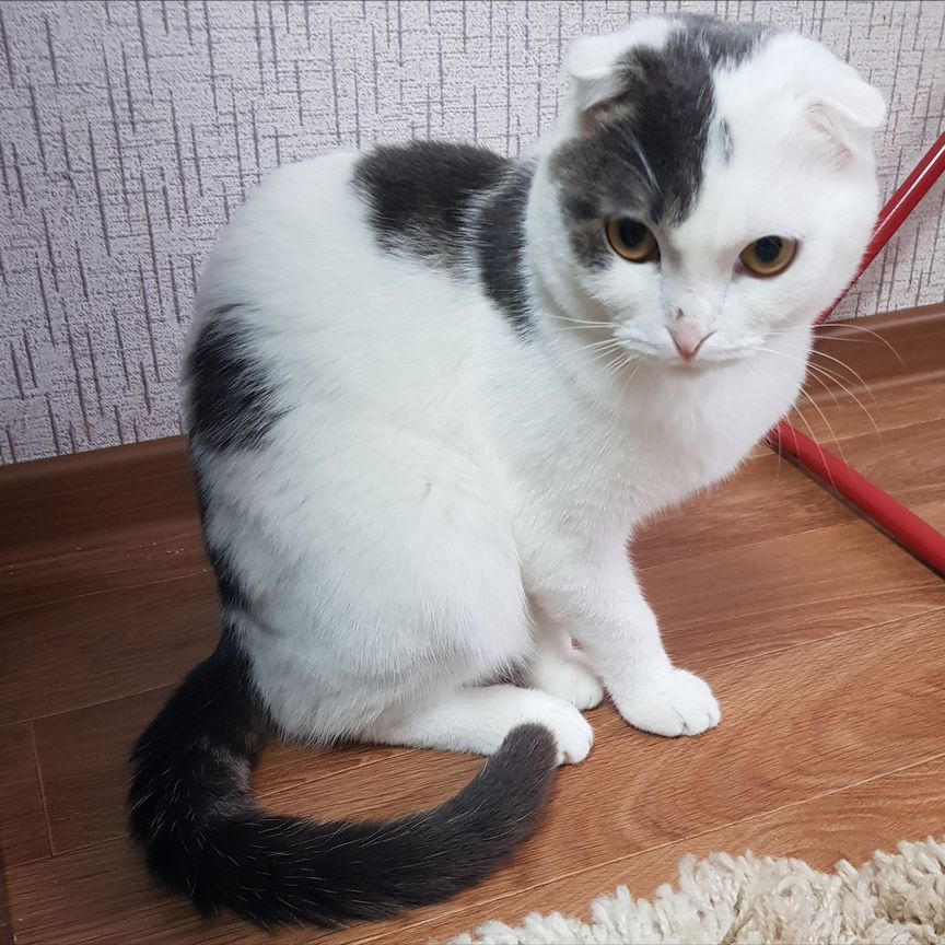 Шотландская вислоухая