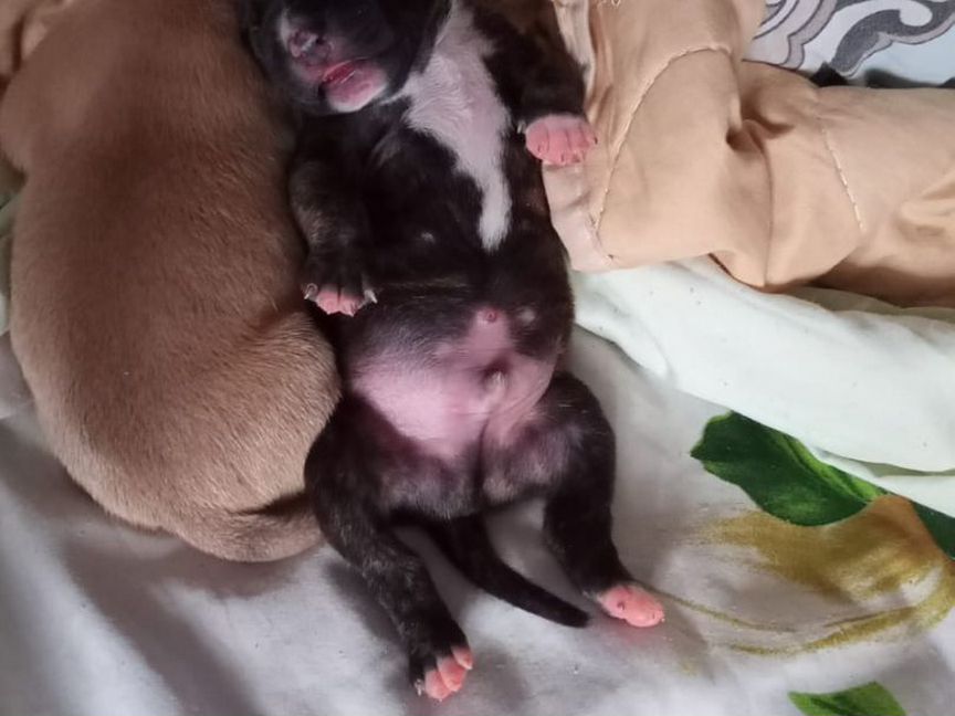 Щенок стаффорда