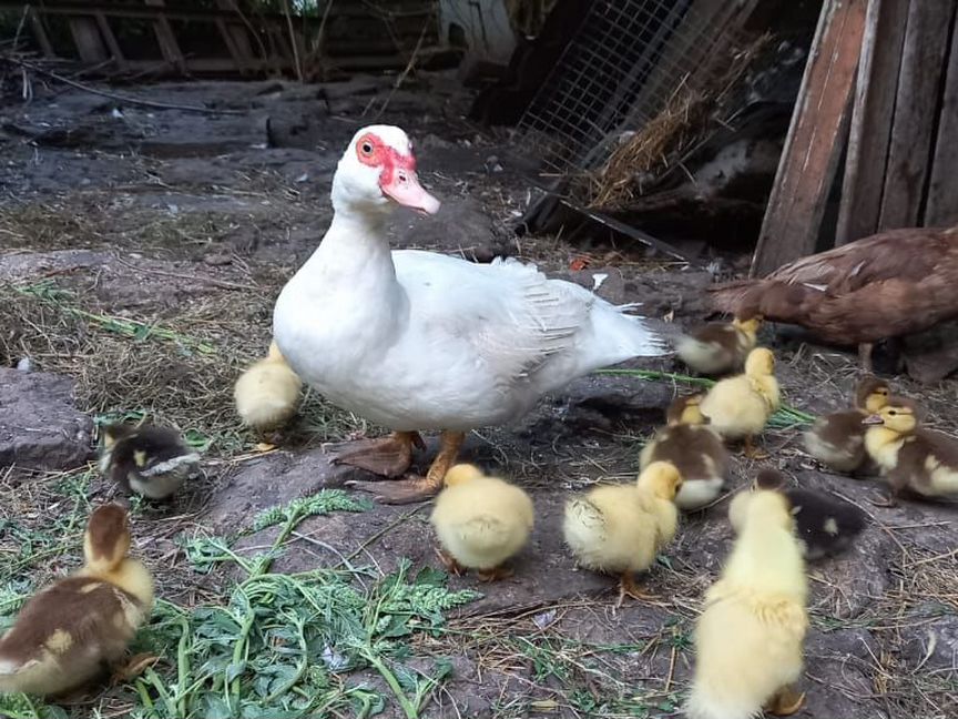 Индоутята мускусные утки