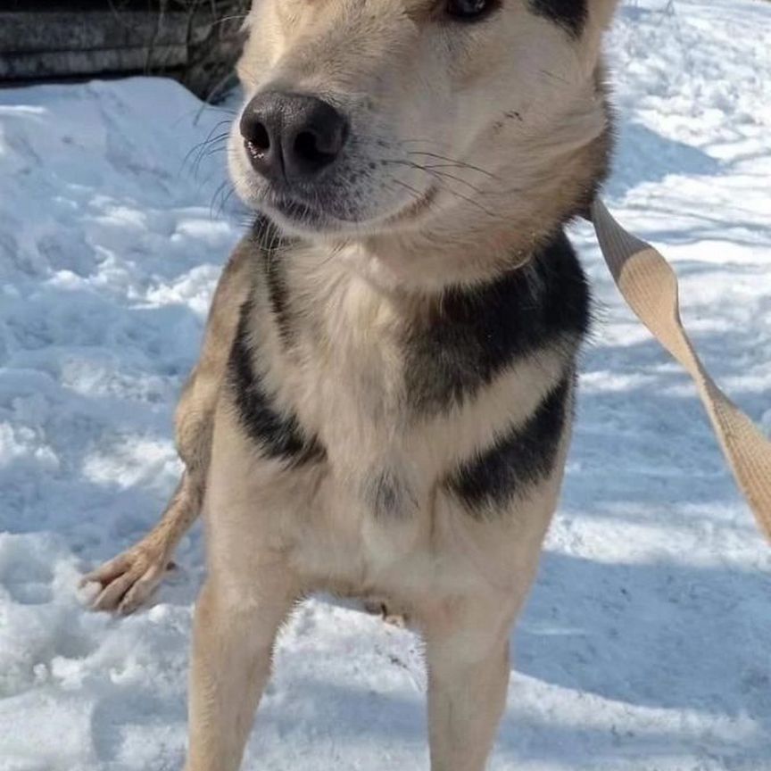 Стёпа ищет любящую семью