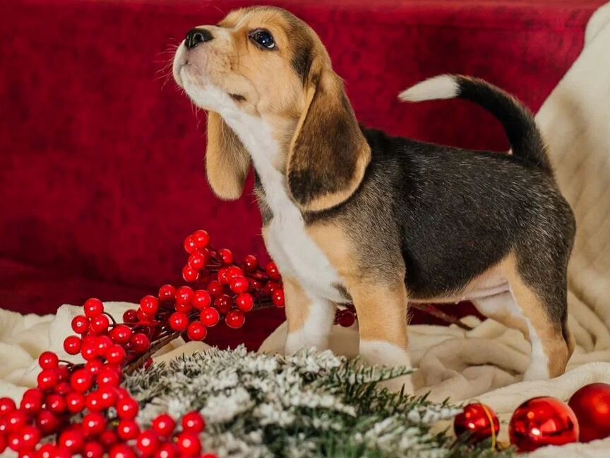 Щенки бигль