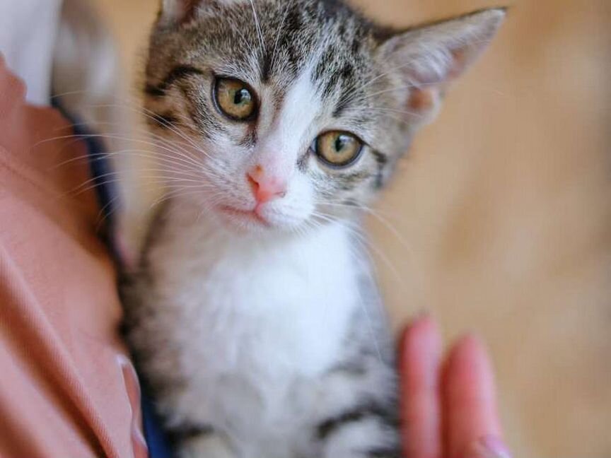 Котята в дар, малышка пенка