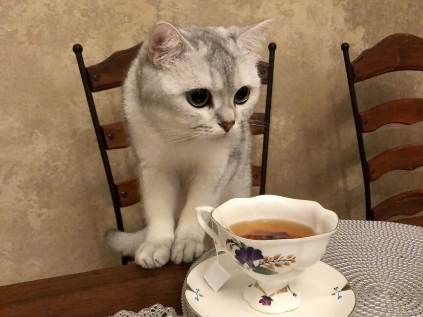 Кот британский деловой, ему будет не до вас