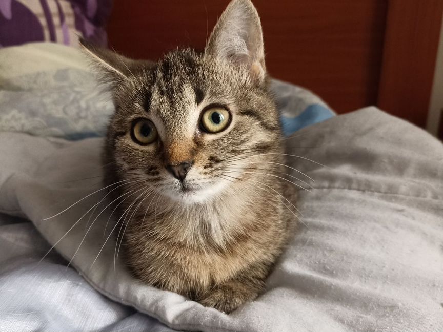 Котенок с ангельским характером (спасена)