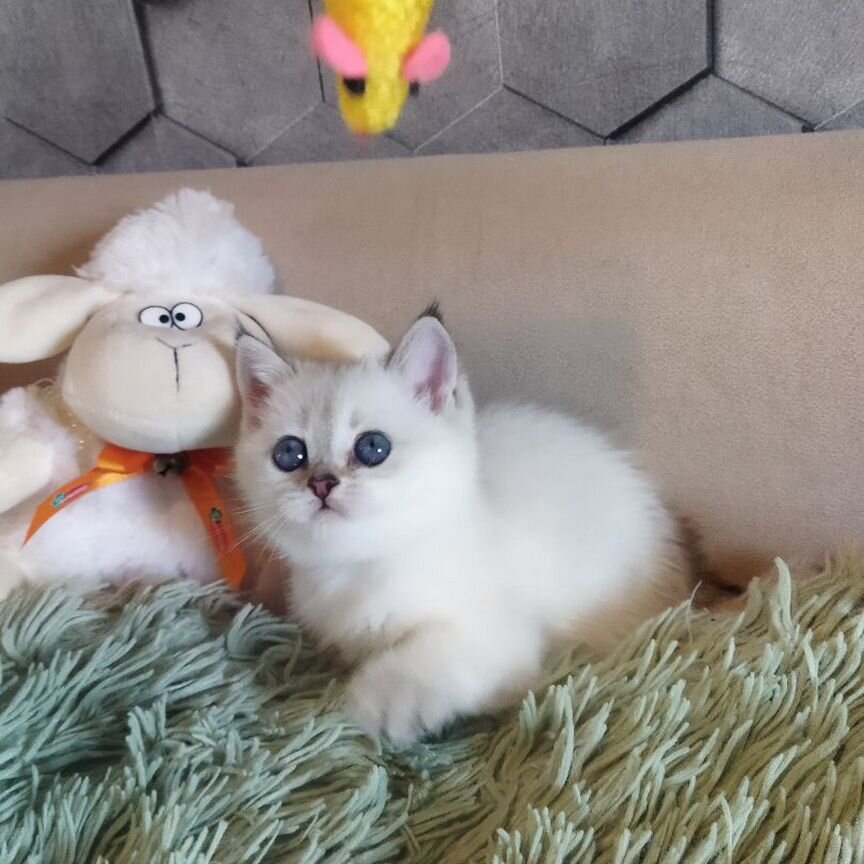 Шотландская кошечка