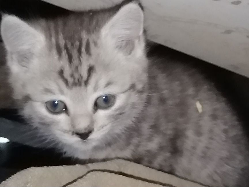 Котята в добрые руки 1 месяц