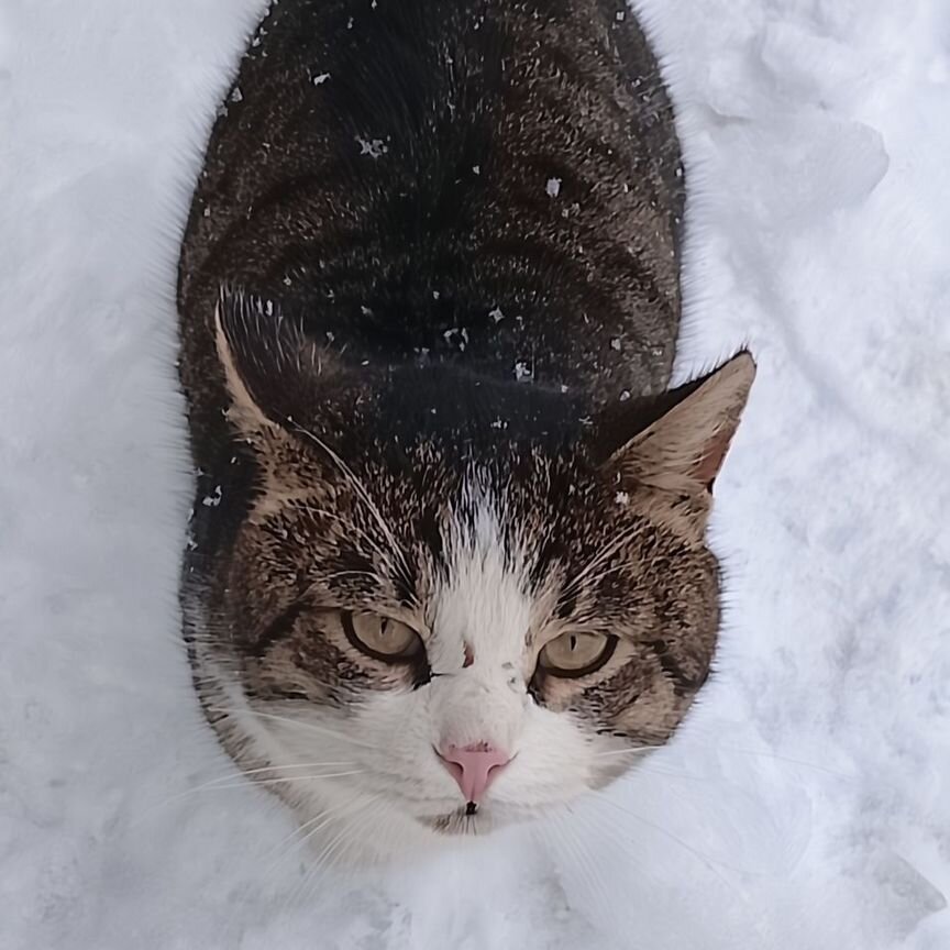 Взрослый кот в добрые руки