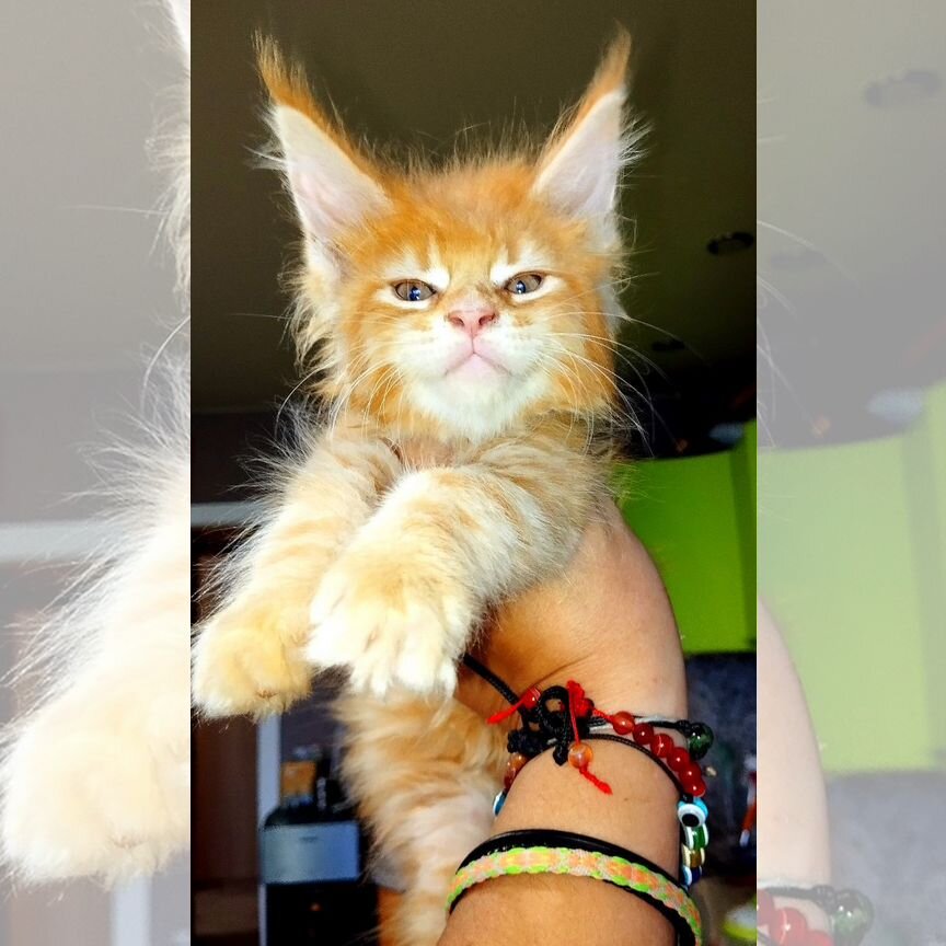 Котенок мейн кун девочка
