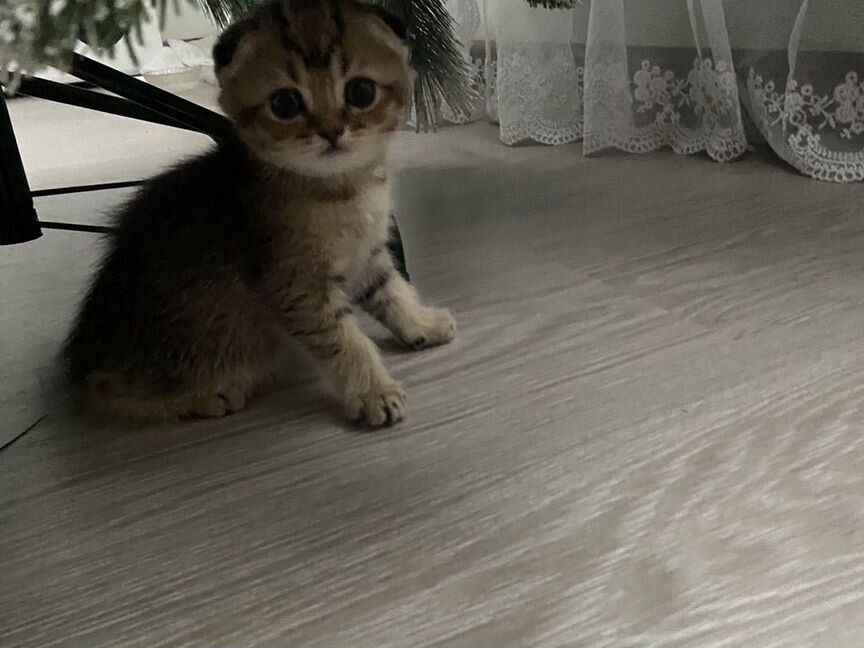 Шотландские вислоухие и прямоухие котята