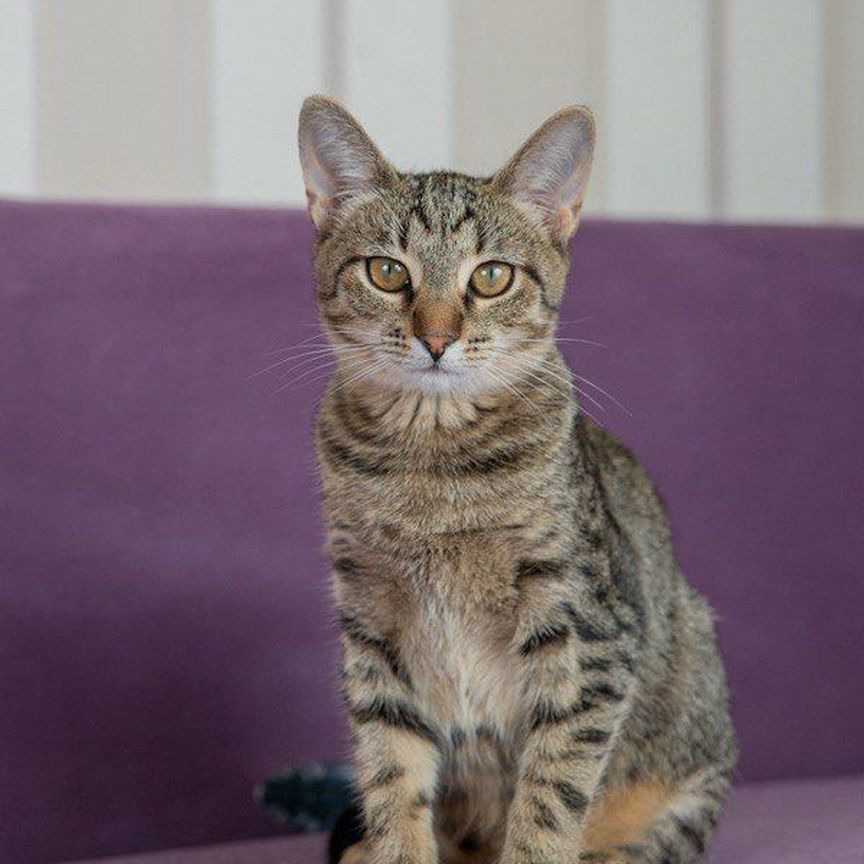 Кошки в добрые руки бесплатно