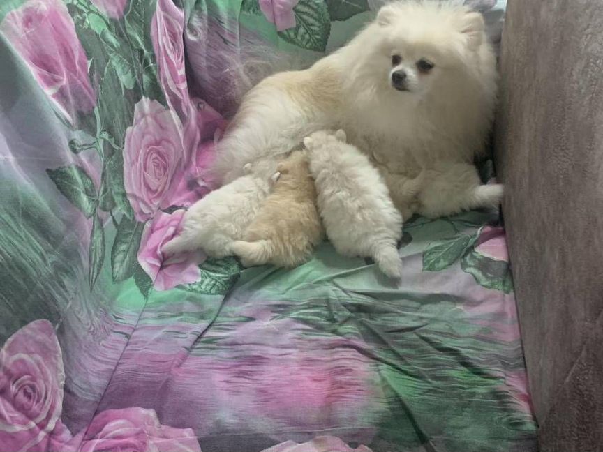 Мини шпицули