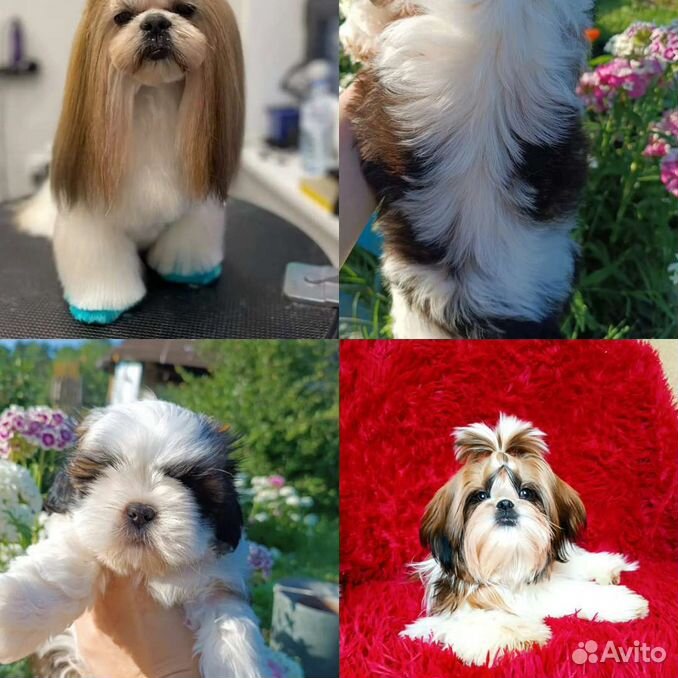 Ши-тцу мини мальчик