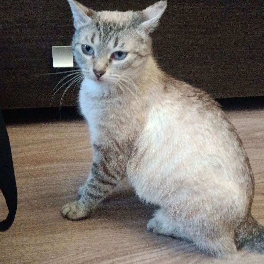 Взрослая, кошка в добрые руки