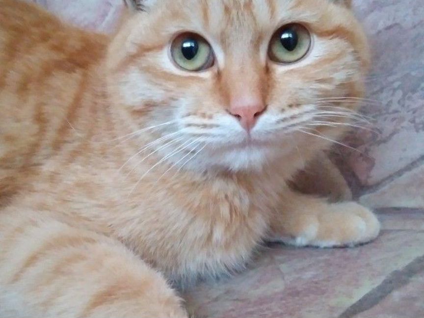 Кошка