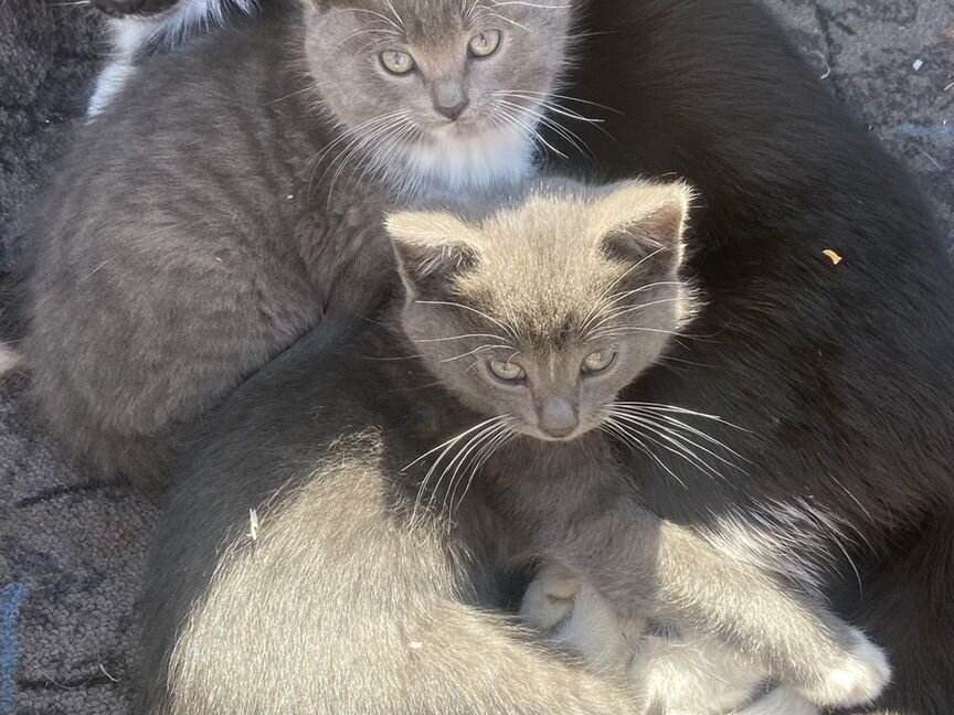 Котята в добрые руки