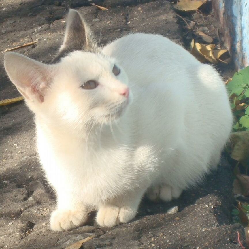 Белоснежный кошечка