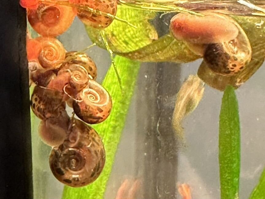 Улитки катушки с пятнышками, водоросли