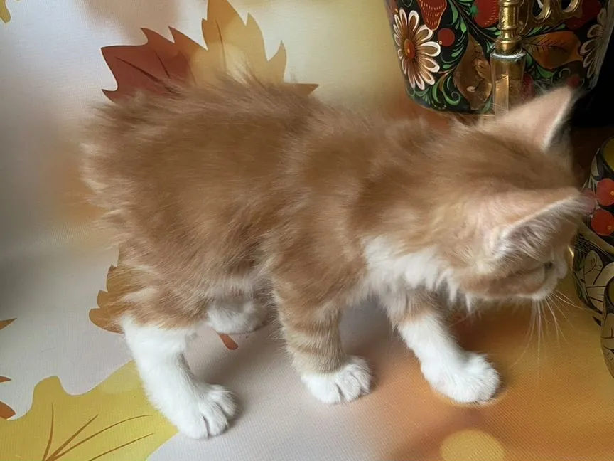 Котята