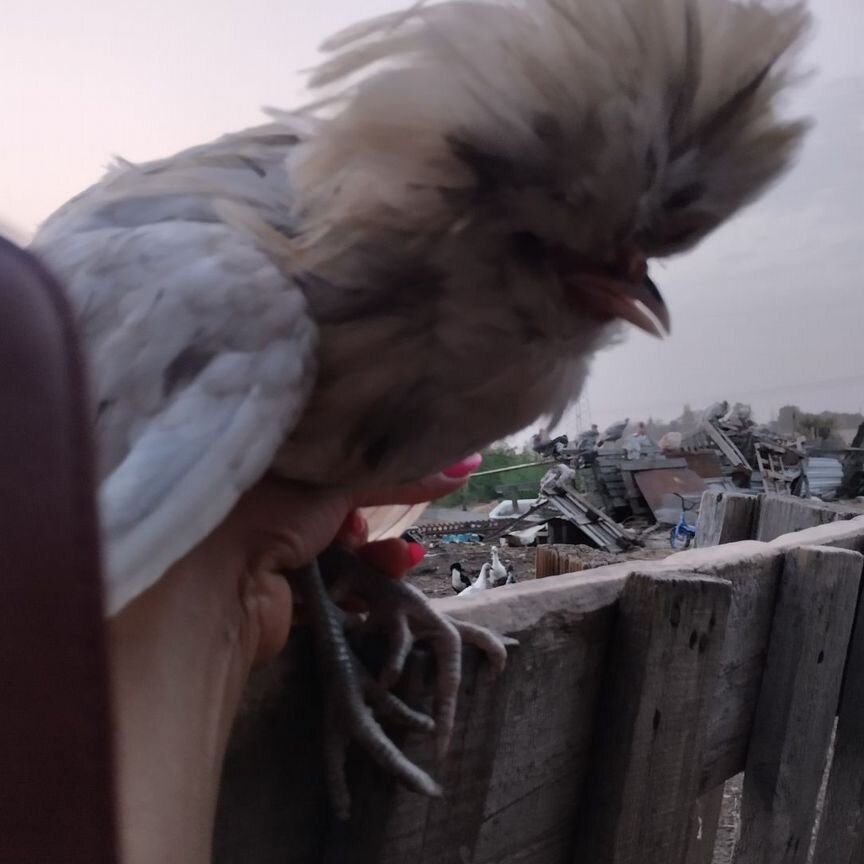 Декоративная птица