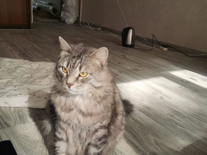 Кот в добрые руки