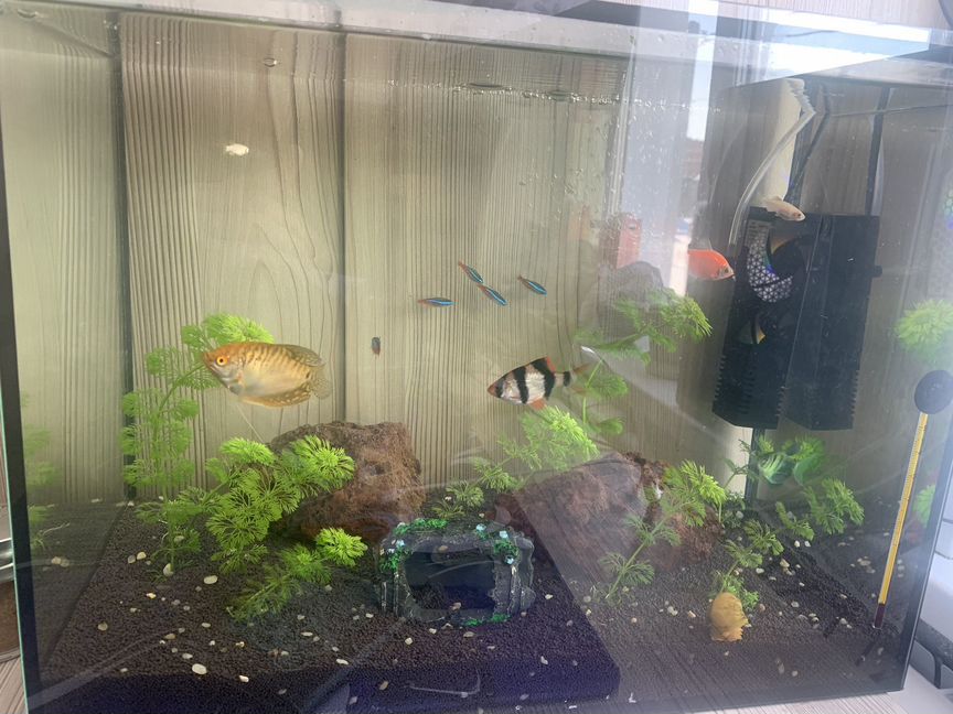 Аквариум в сборе