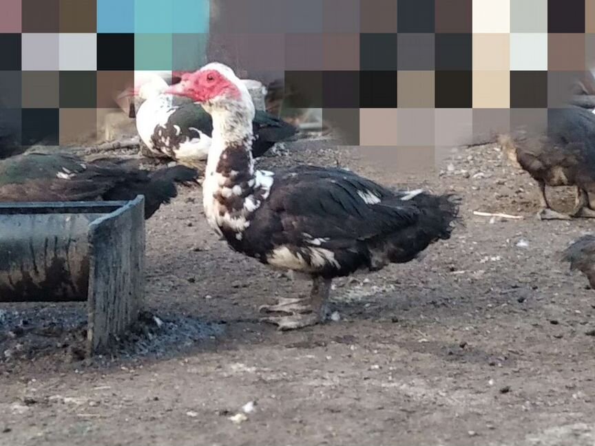 Селезни на племя